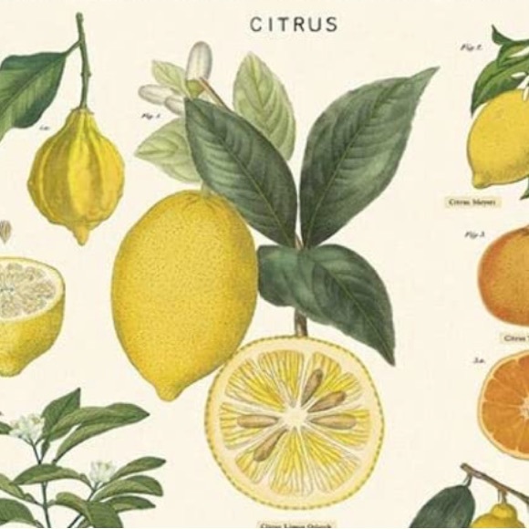 Cavallini | Accessories | Cavallini Papers Co Citrus Vintage Image ...